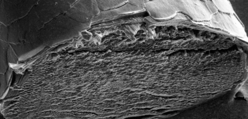 Structure of Hair and Composition with Cyclic Growth Behavior