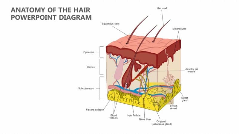 Structure of Hair and Composition with Cyclic Growth Behavior